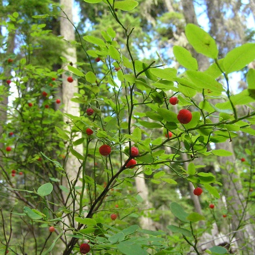 Huckleberry Bush Red Seeds vaccinium Parvifolium 25seeds - Etsy