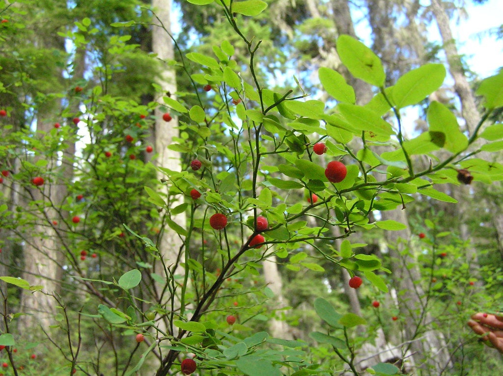Red Huckleberry Plant