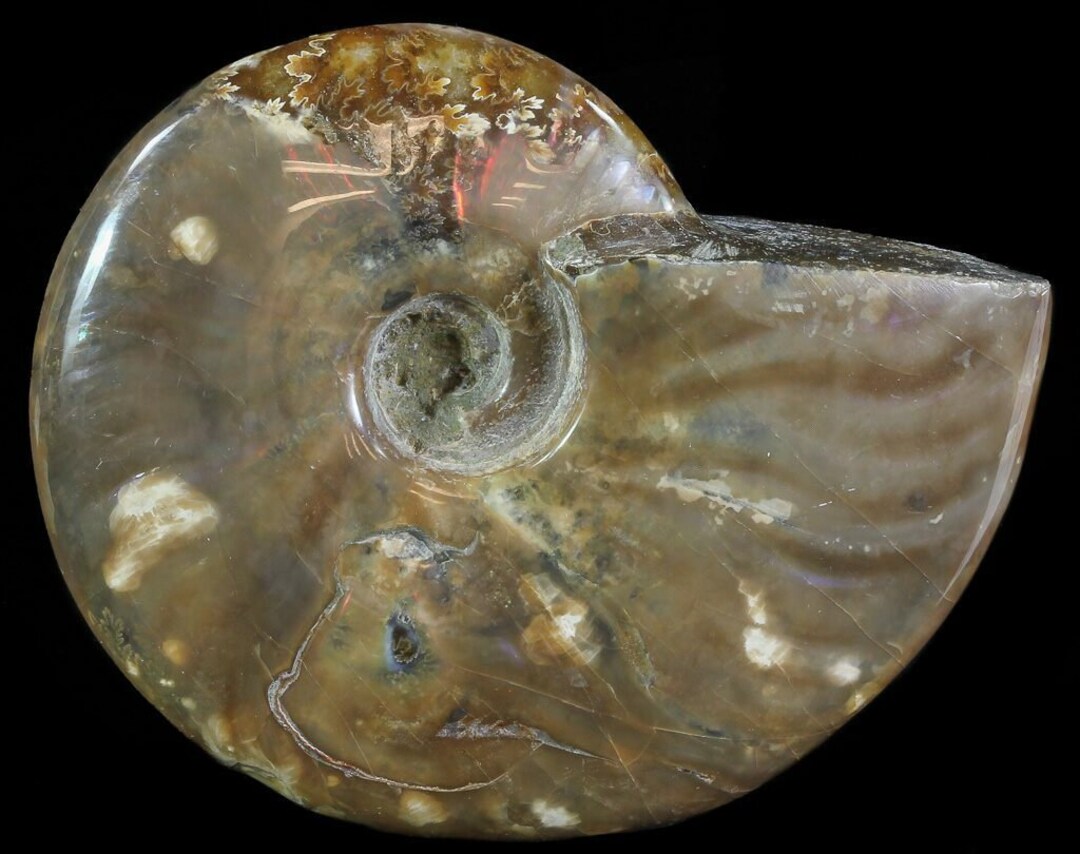 Flashy Red Iridescent Ammonite Fossil, 3.84 Inch Ammonite Fossil - 0096 ...
