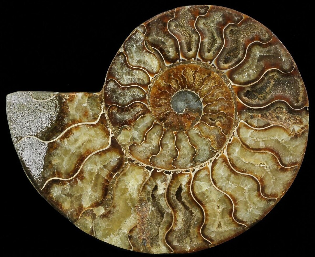 Agatized Ammonite Fossil (only Half Cut) With Black Wooden Stand - 0091 ...