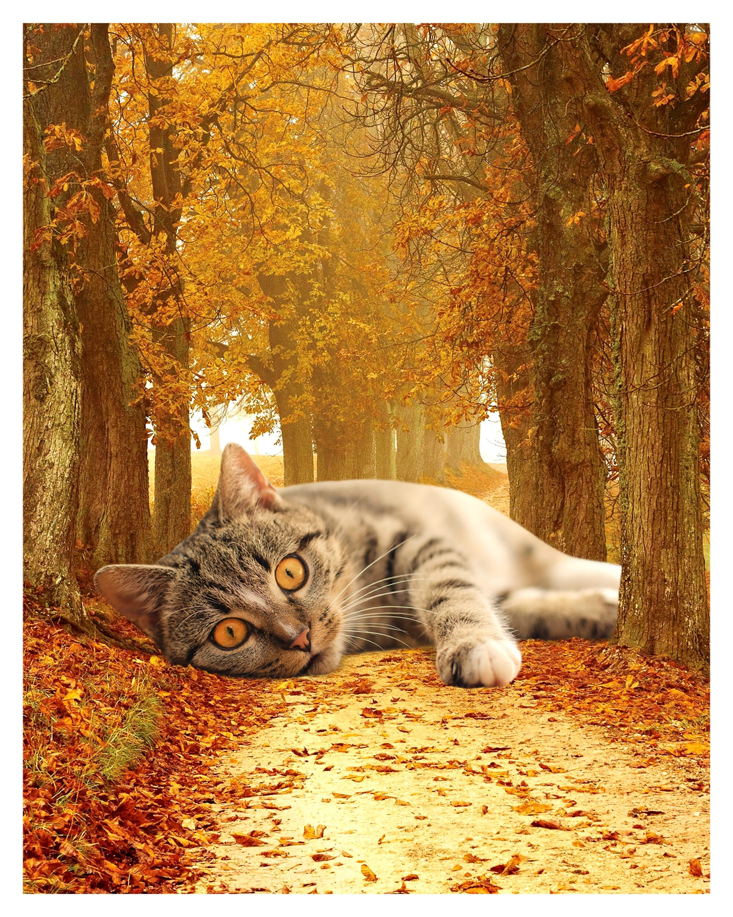 Autumn Cat