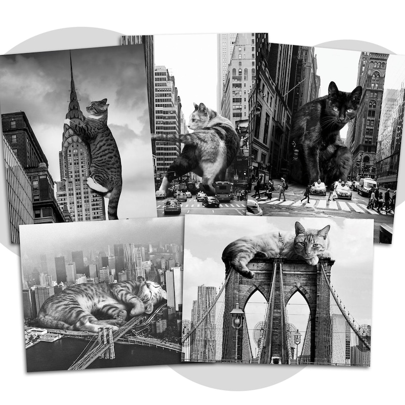 Cat Postcard Prints - Etsy
