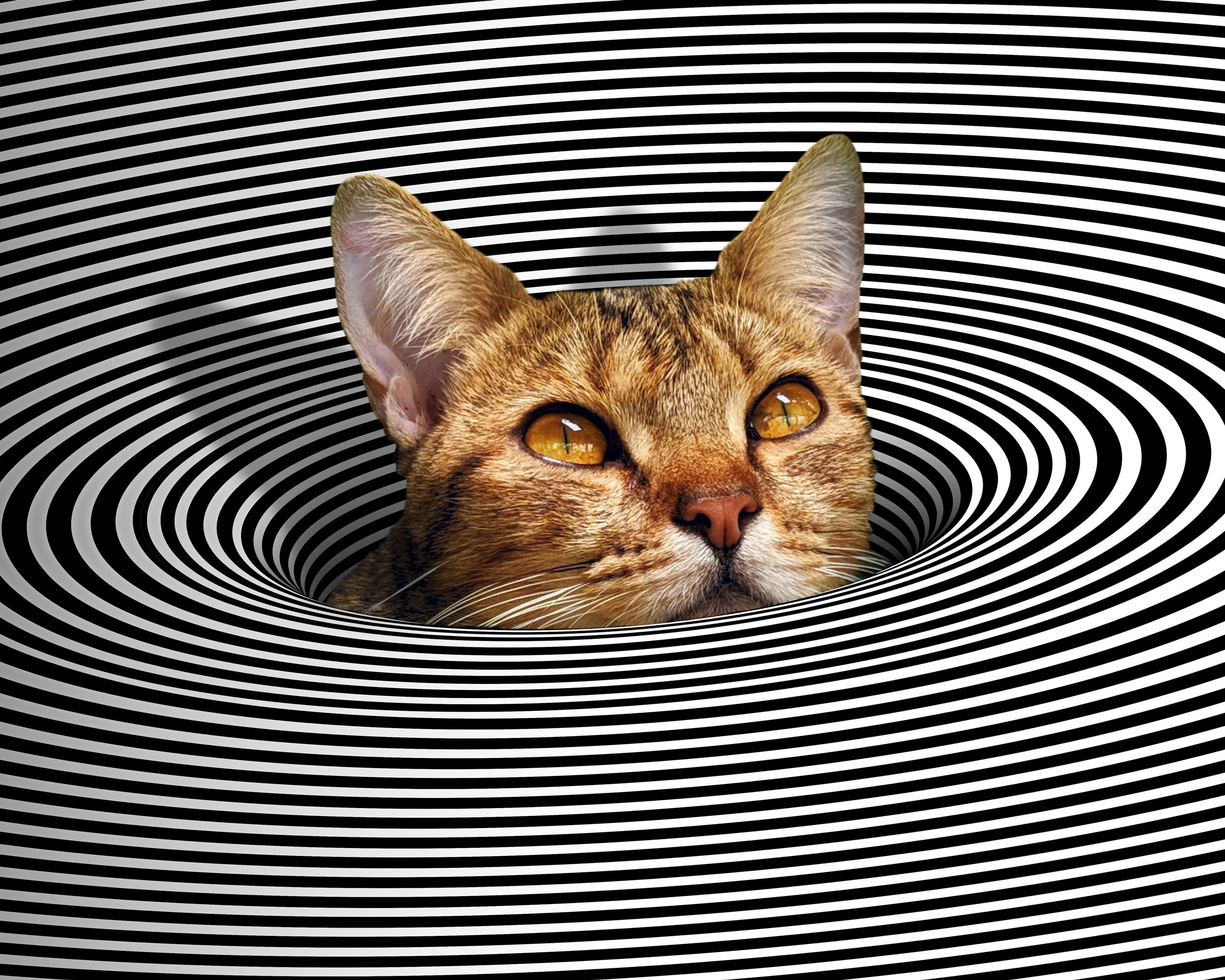 Hypnotized Cat Gif