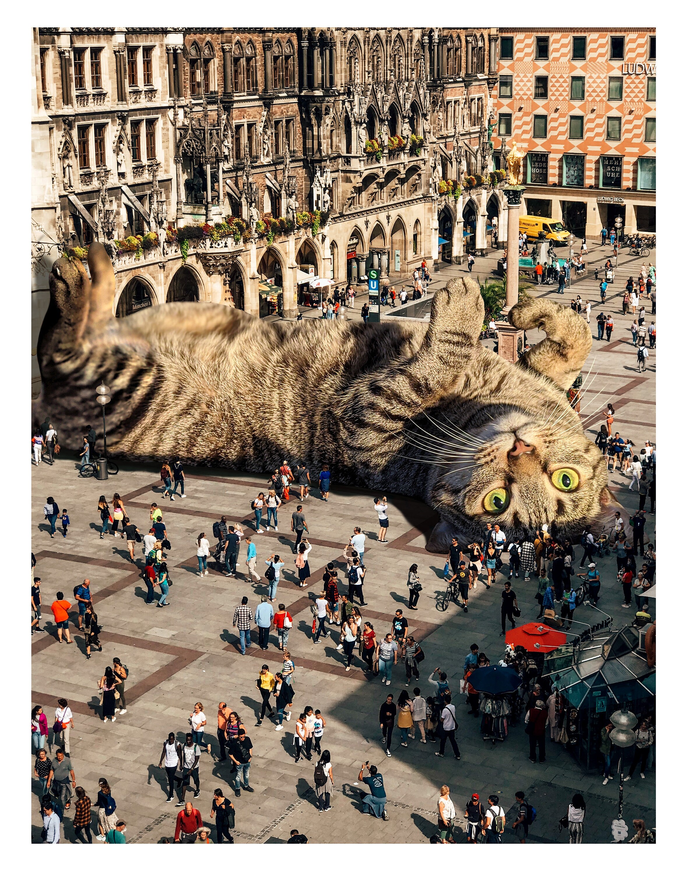 Munich Germany Cat Art Print Lazy Cat Cat Home Decor Munich - Etsy