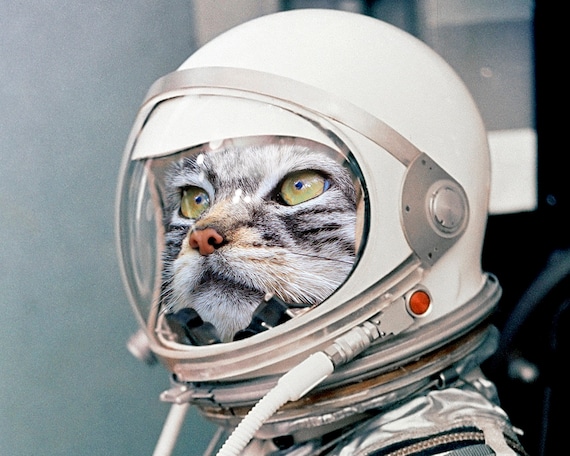 Nasa Cat