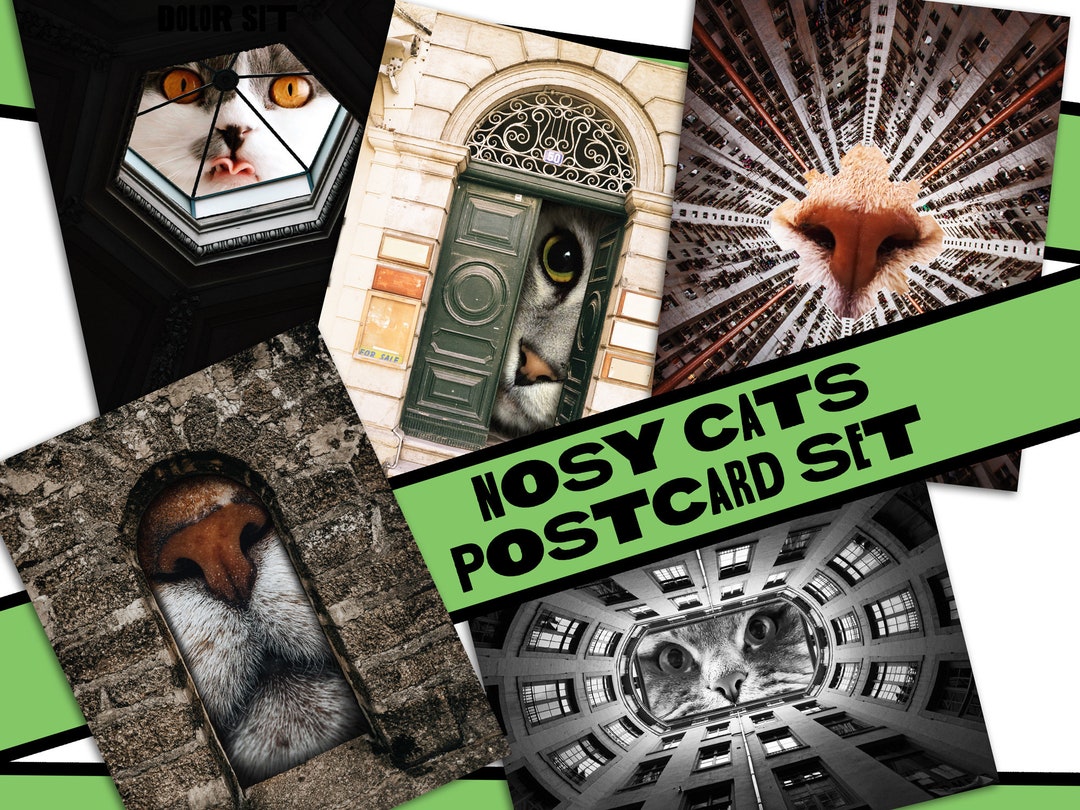 Nosy Cat Postcard Set of 10, Giant Cat Postcards, Blep, Boop, Cat Lover ...