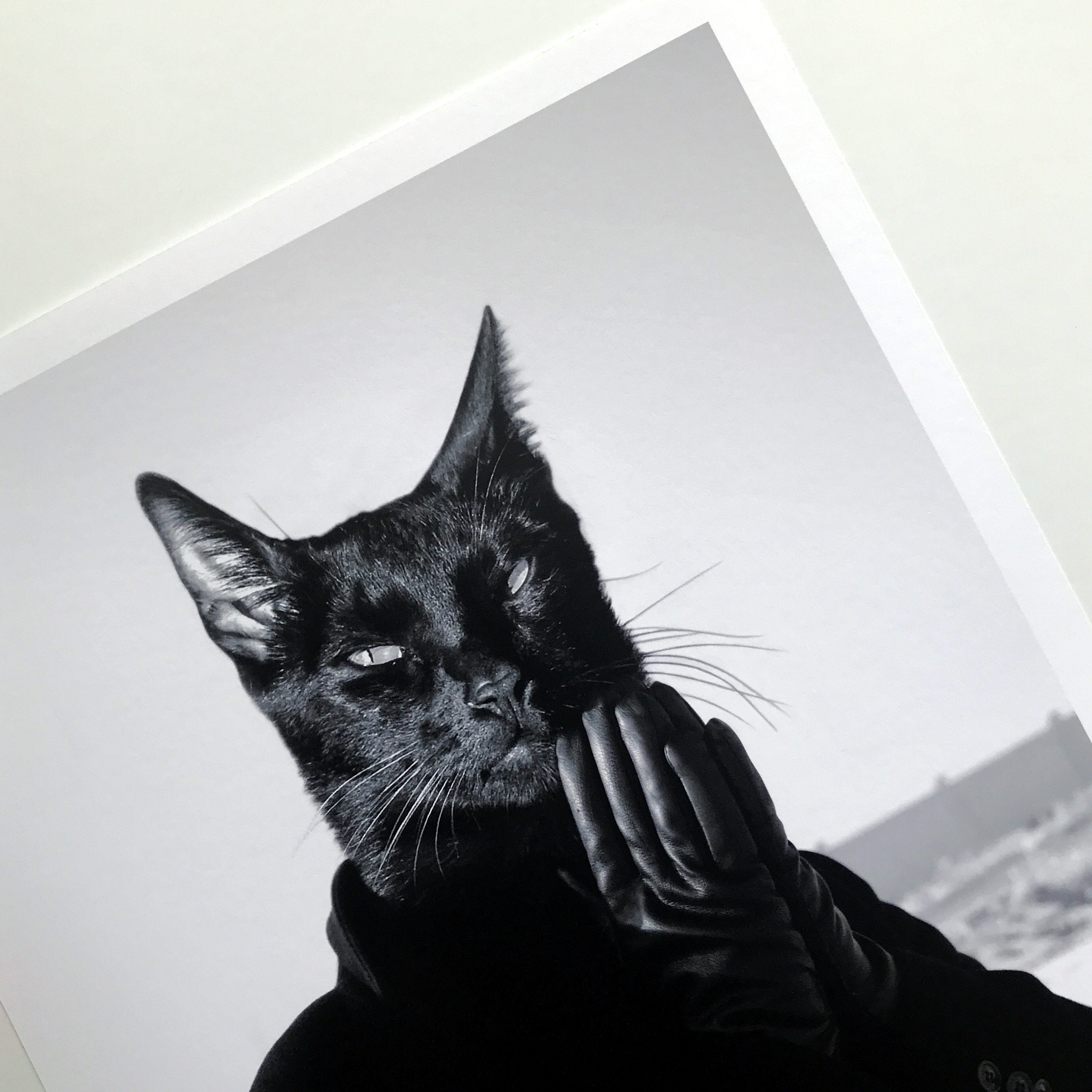 Schwarze Katze Tumblr