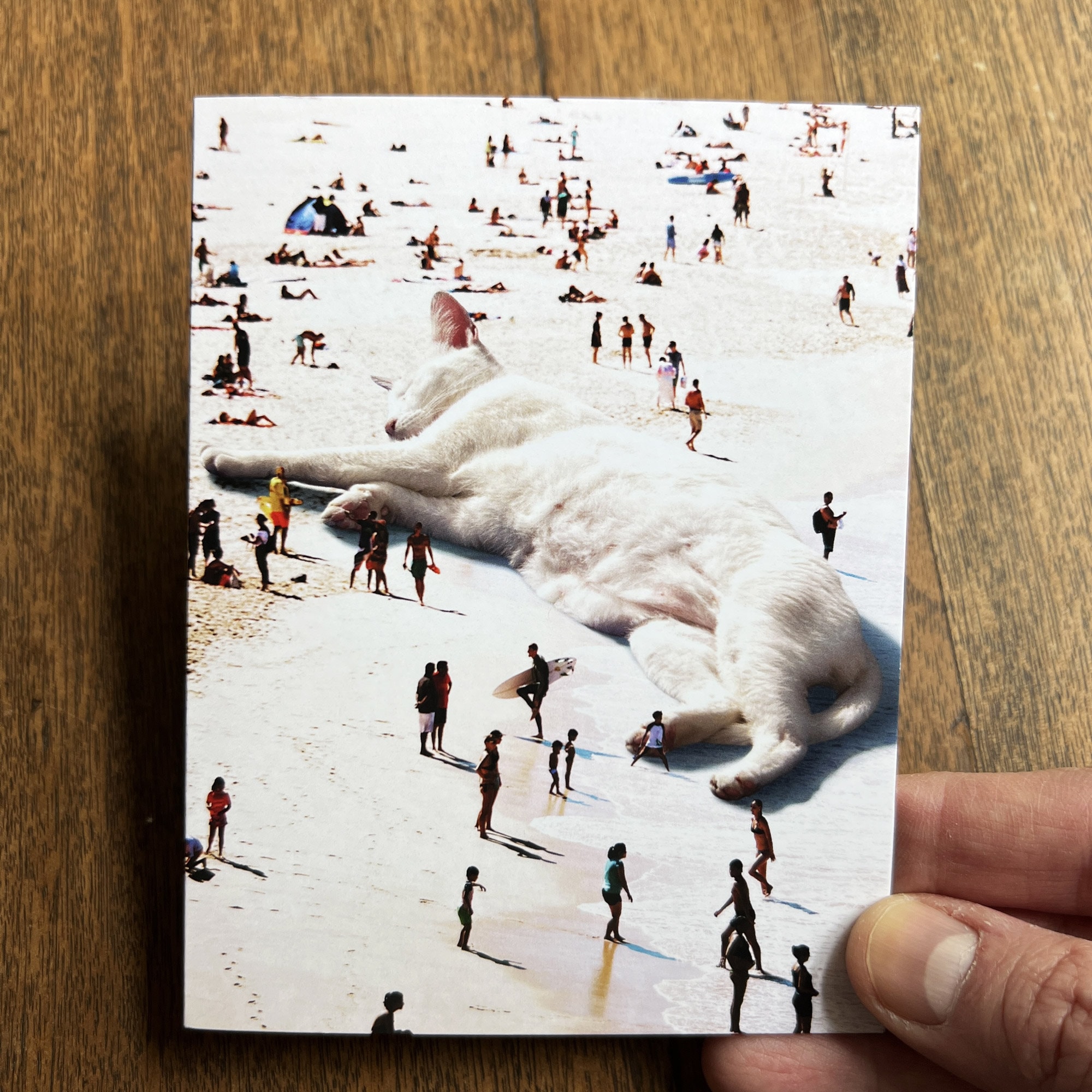 Snowy Beach Cat Card Blank Cat Card Cat Card Set Greeting - Etsy