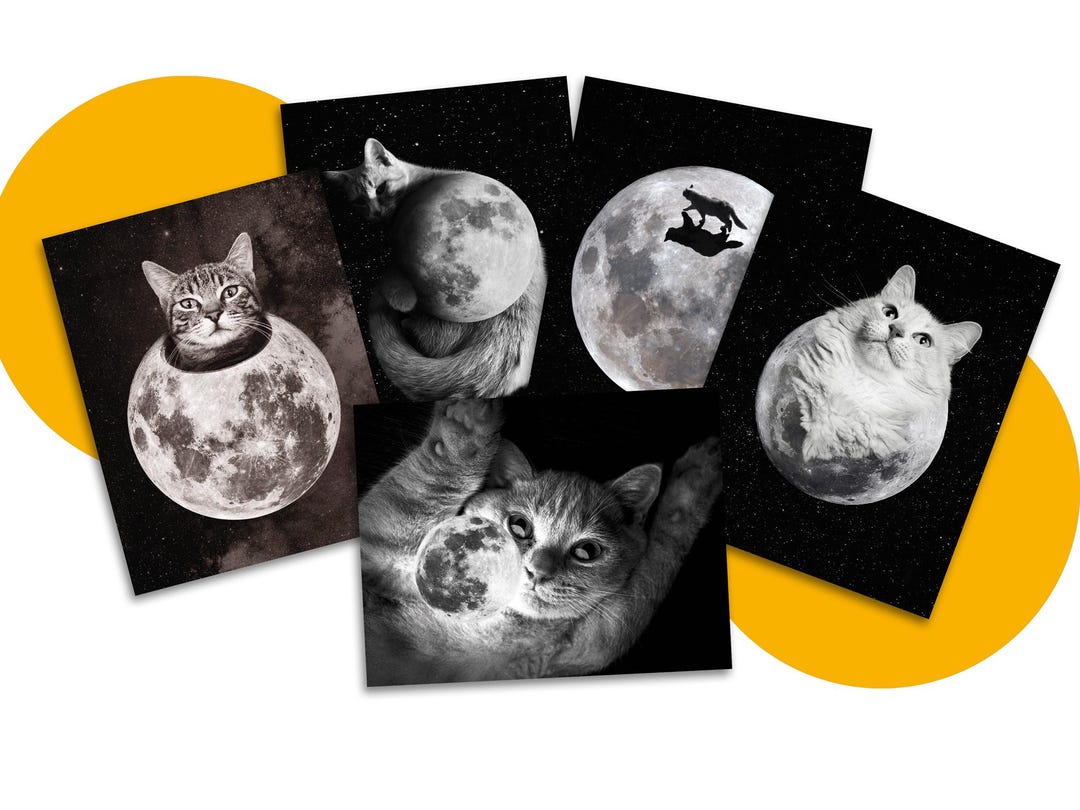 Full Moon Cats Postcard Set, Black and White, Astronomy, Moon Art ...