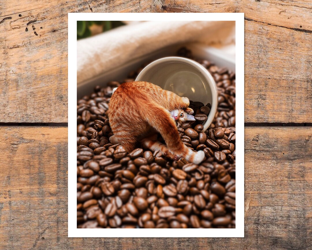 Small Beans Coffee Cat Art Print, Orange Cat, Tabby Cat, Housewarming ...