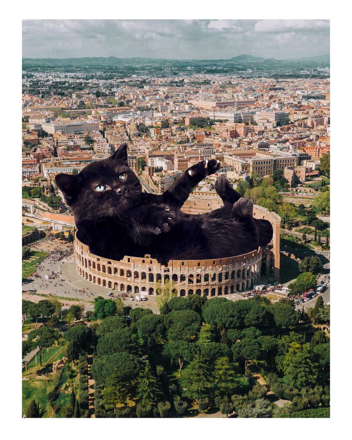 Rome Cat Art Print Colosseum Print Italy Travel Black Cat | Etsy