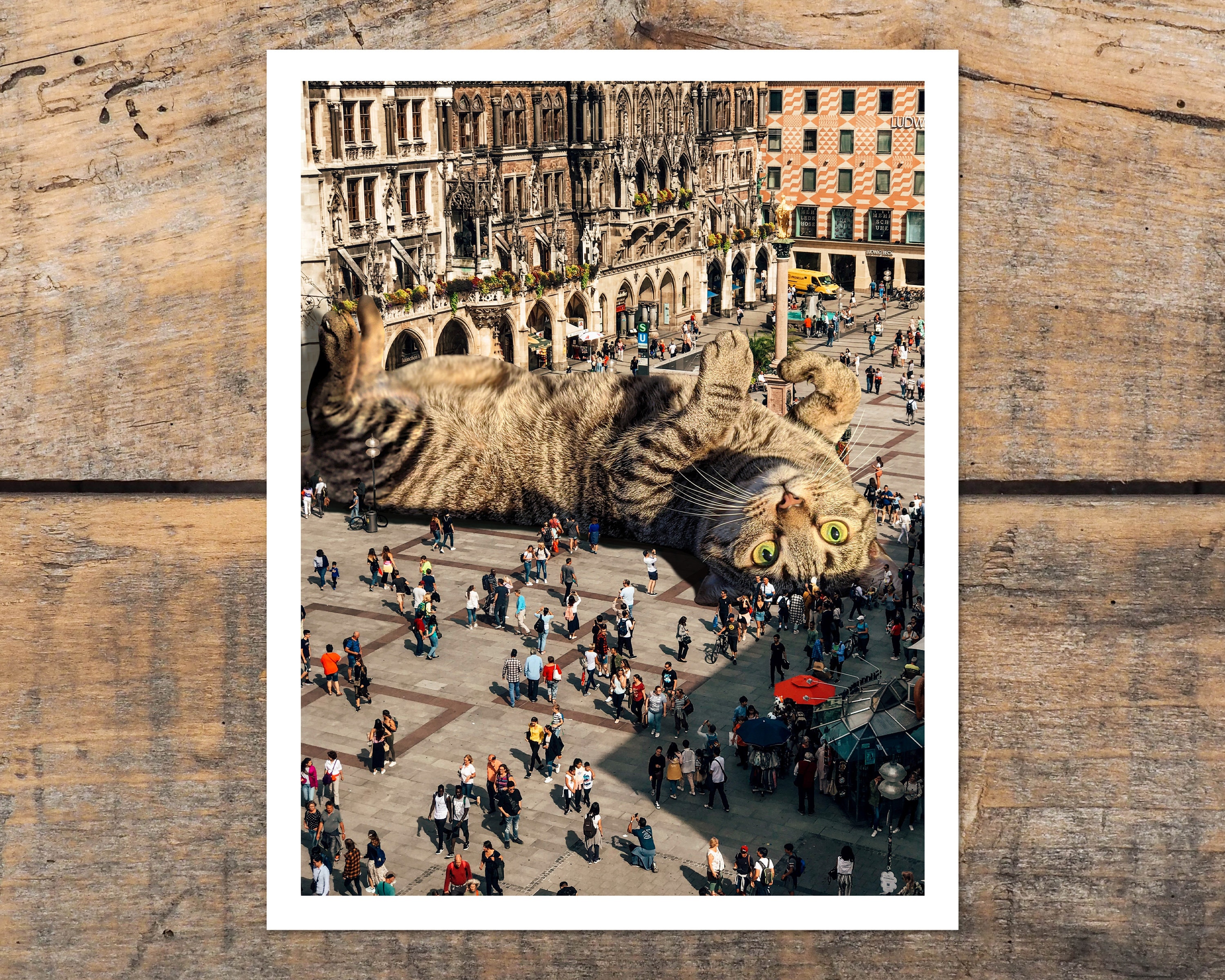 Munich Germany Cat Art Print Lazy Cat Cat Home Decor Munich - Etsy