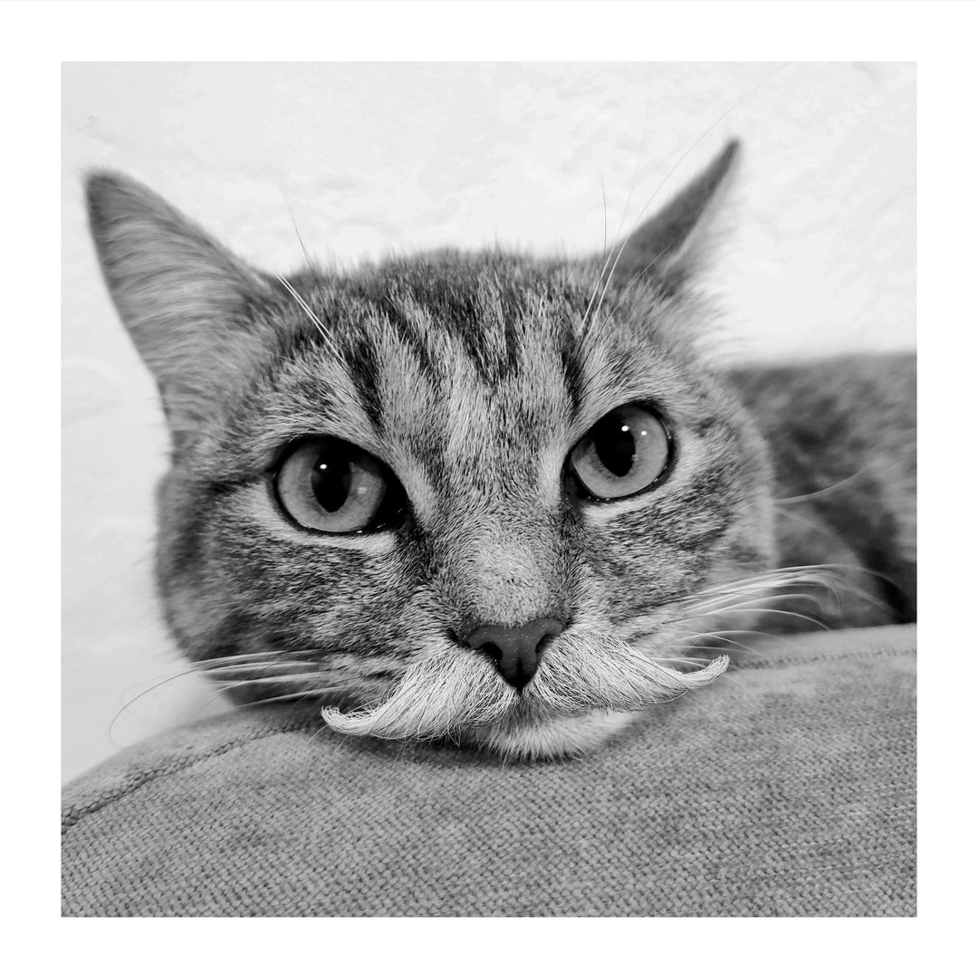 Mustache Cat Art | Black and White Print | Tabby Cat Print | Kids Cat ...