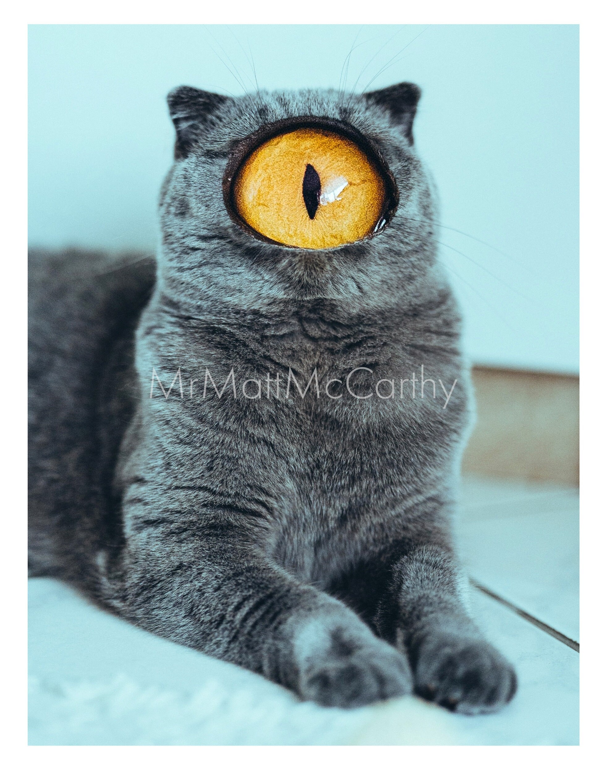 Cyclops One Eyed Kitten