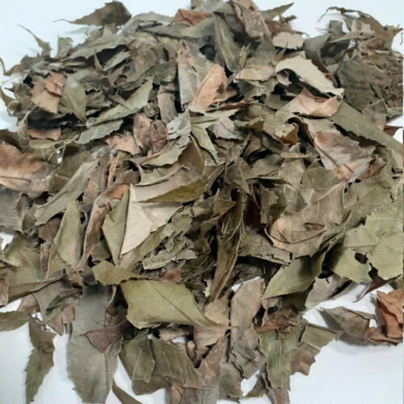 100% Dried Neem Leaves Azadirachta indica 50g 1.76 Ounce | Etsy