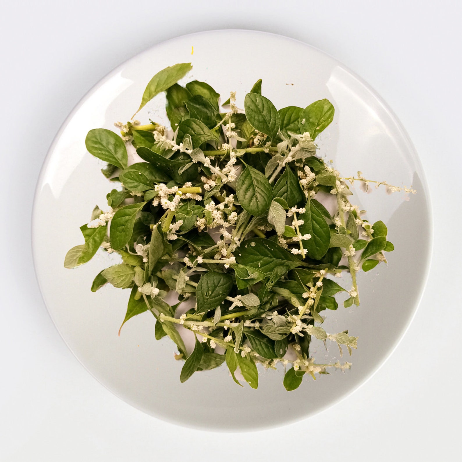 Mountain Knotgrass Aerva Lanata Polpala Herbal Tea Dried Plant - Etsy