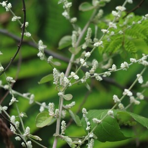 Mountain Knotgrass Aerva Lanata Polpala Herbal Tea Dried Plant Natural ...