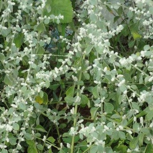 Mountain Knotgrass Aerva Lanata Polpala Herbal Tea Dried Plant Natural ...