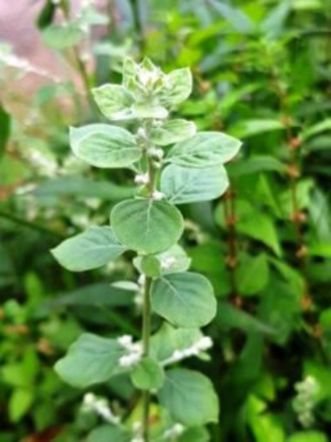 Mountain Knotgrass Aerva Lanata Polpala Herbal Tea Dried Plant - Etsy