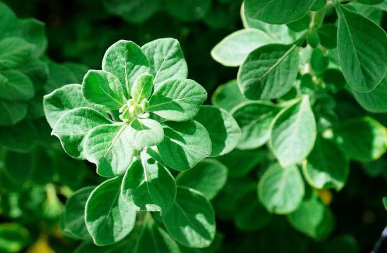 Mountain Knotgrass Aerva Lanata Polpala Herbal Tea Dried Plant - Etsy