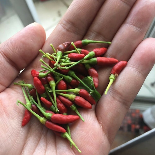 Birds Eye Chili Pepper 25 Seeds very Hot Siling Labuyo - Etsy