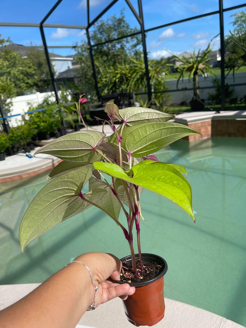 Philippine Ube or Discorea Alatta Live Plant in 3 Inch Pot - Etsy