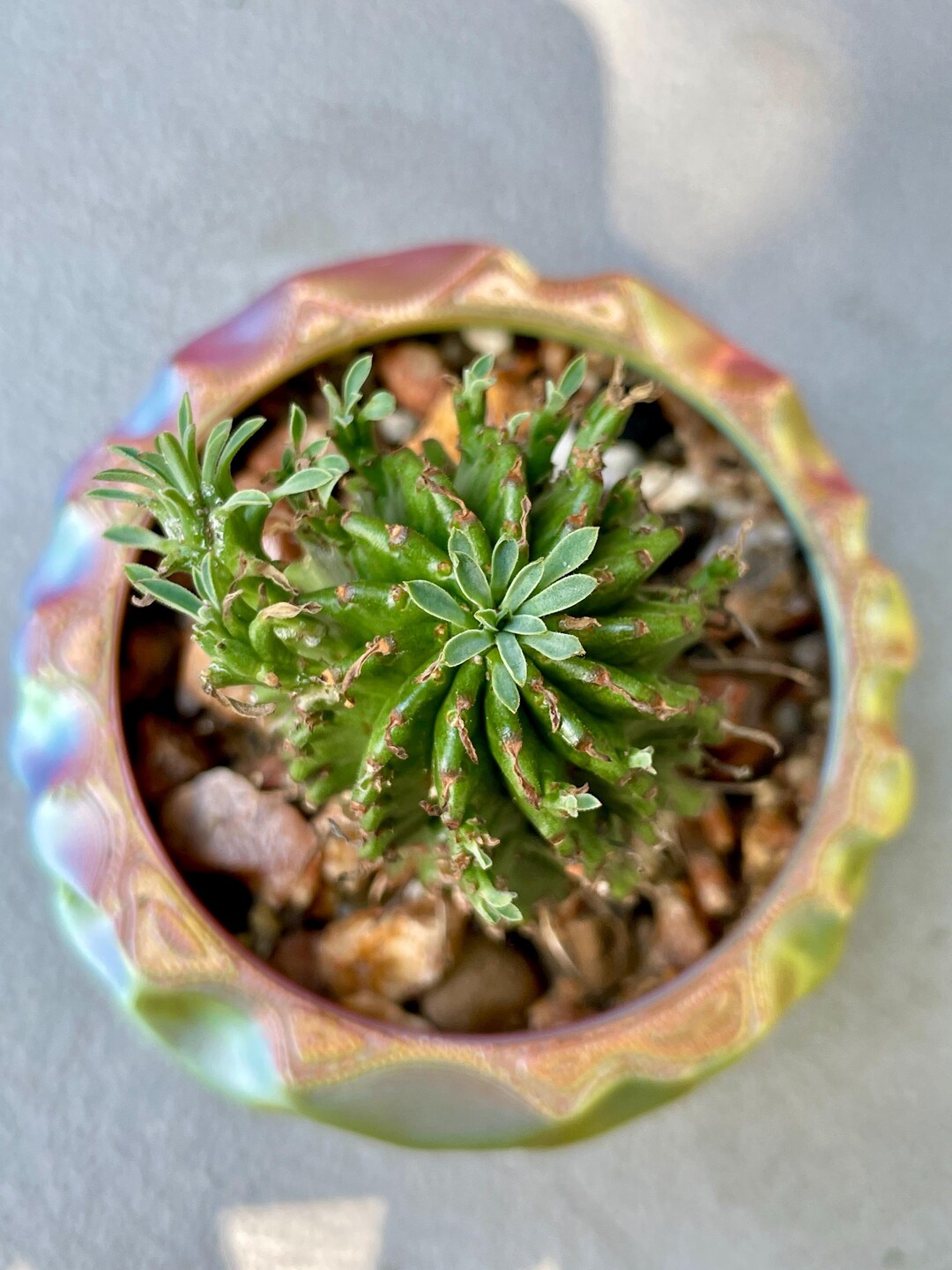 Euphorbia Susannae & 3d Plastic Pot - Etsy