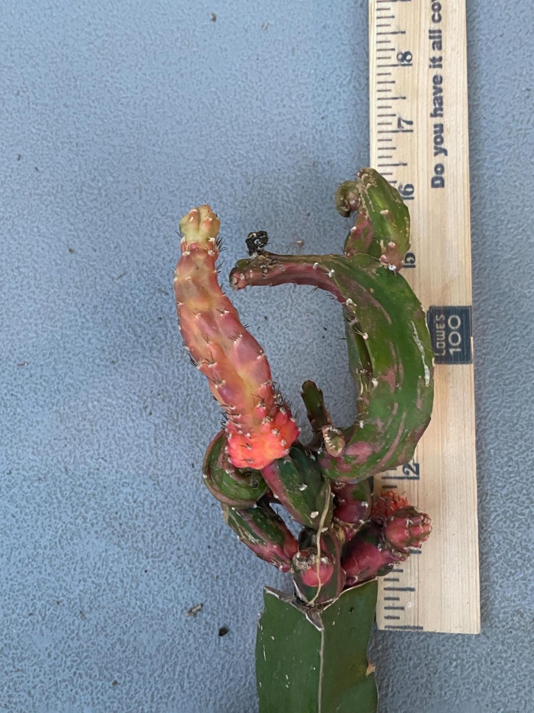 Myrtillocalycium Cv. Polyp Chimera Graft #2 - Etsy