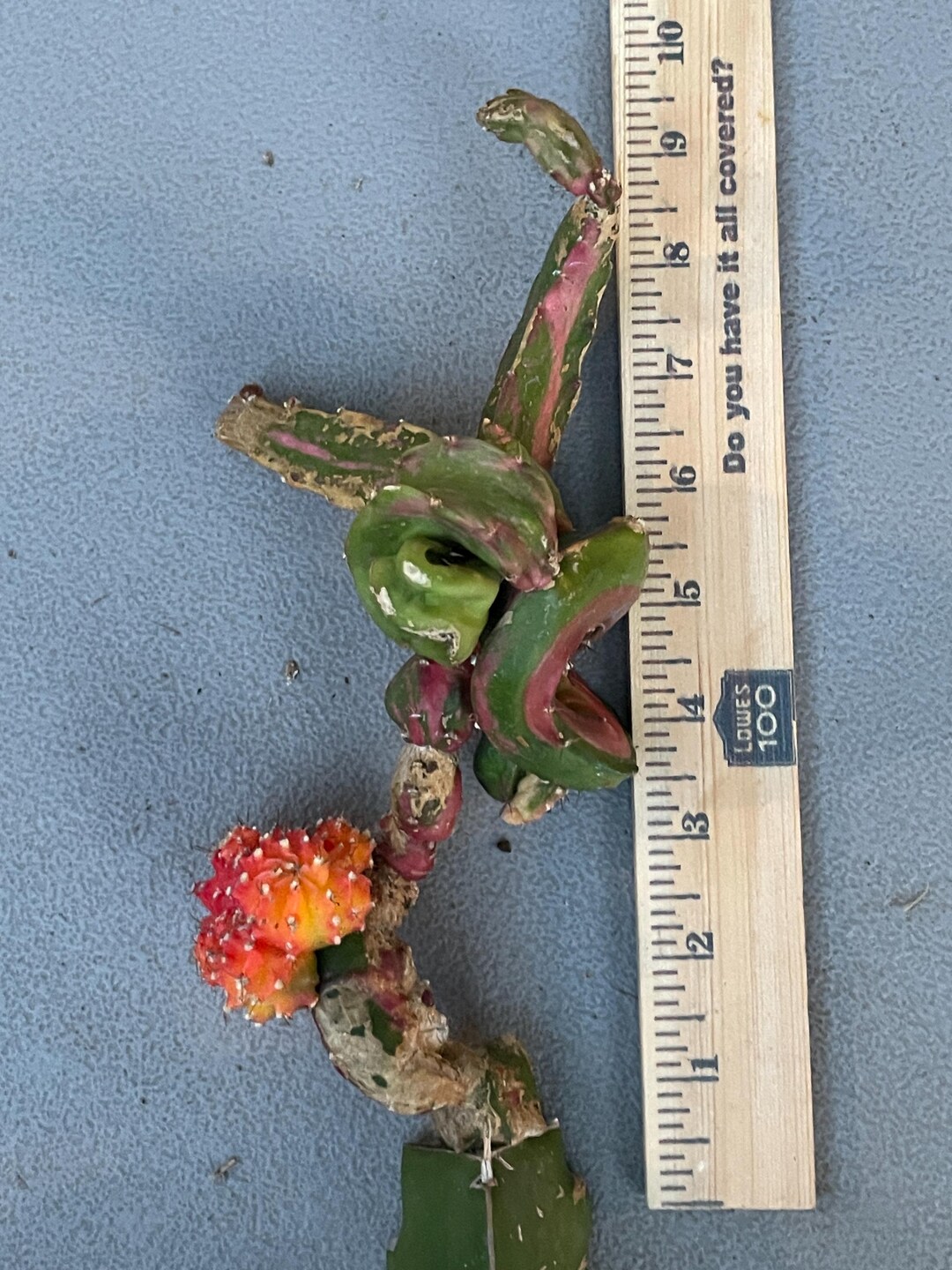 Myrtillocalycium Cv. Polyp Chimera Graft #5 - Etsy