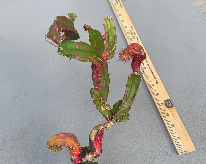 Myrtillocalycium Cv. Polyp Chimera Graft #4 - Etsy