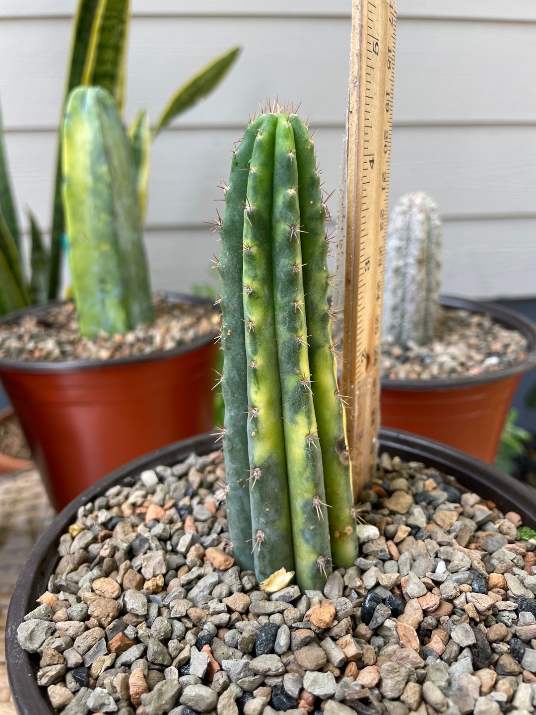 Variegated Columnar Cacti in 6 Container - Etsy