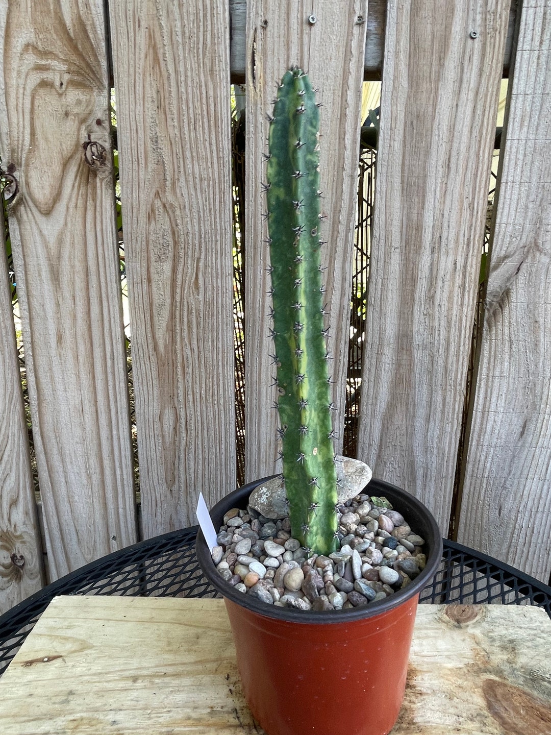 Variegated Harrisia Jusbertii - Etsy