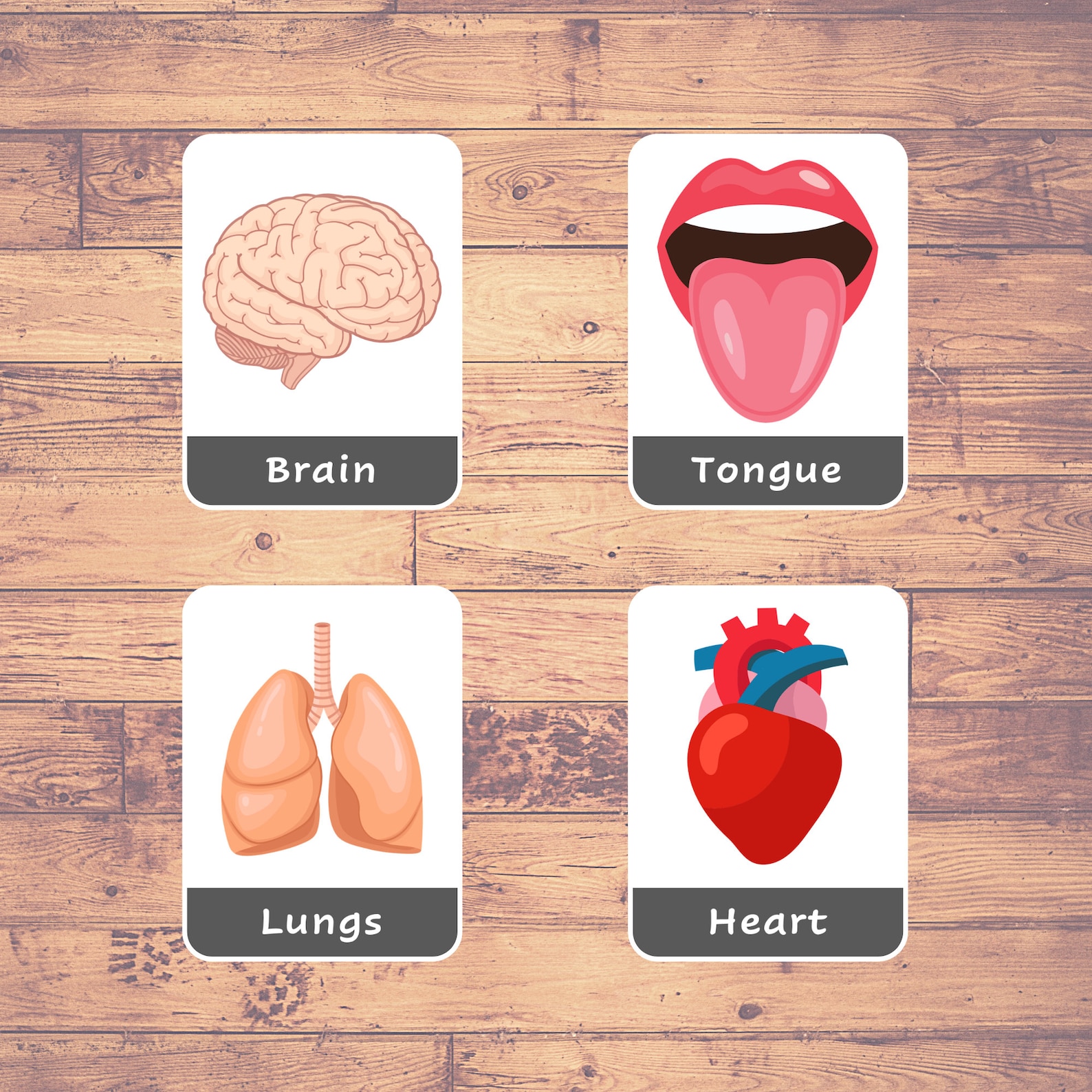 Human Organs Flash Cards 20 Cards Montessori Cards Homeschooling ...