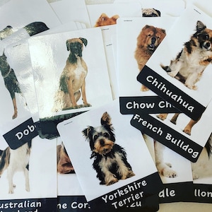 Dog Breeds Flash Cards - 31 Cards | Montessori Material | Homeschooling ...