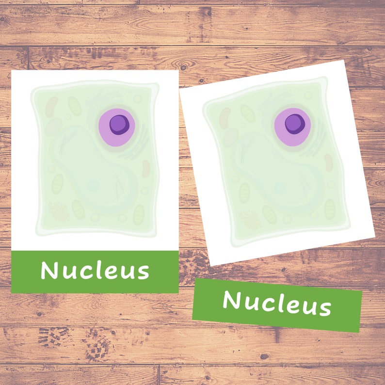 Plant Cell Structure 17 Montessori Cards Homeschooling - Etsy