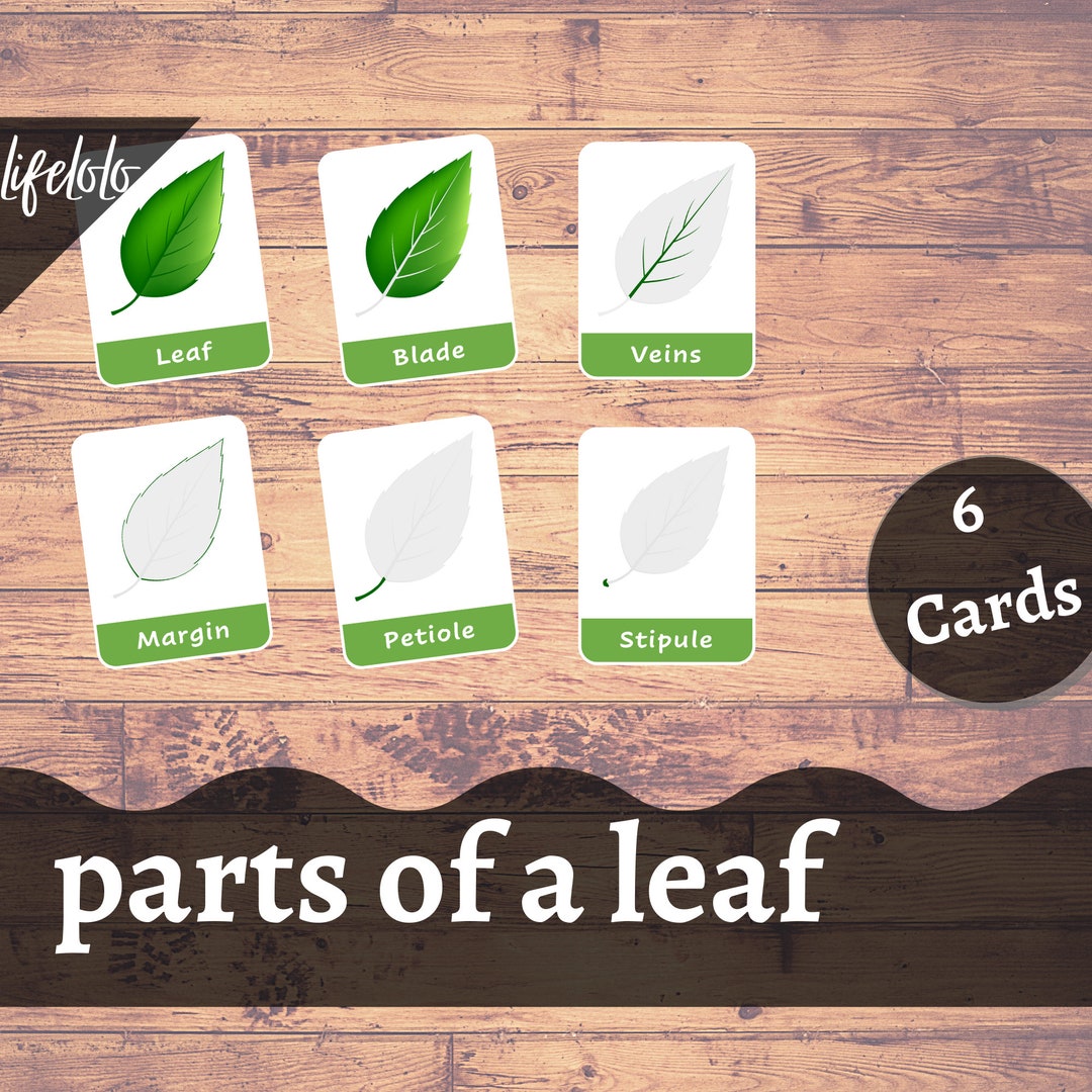 Parts of a LEAF (6 Cards) - Flash Cards | Montessori Cards ...