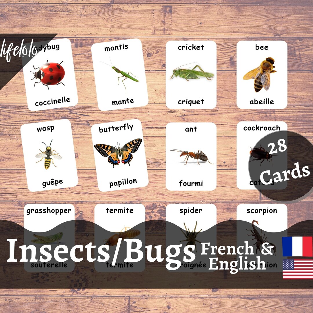 Insects, Bugs, 28 French Flash Cards, English Bilingual Cards, Three ...