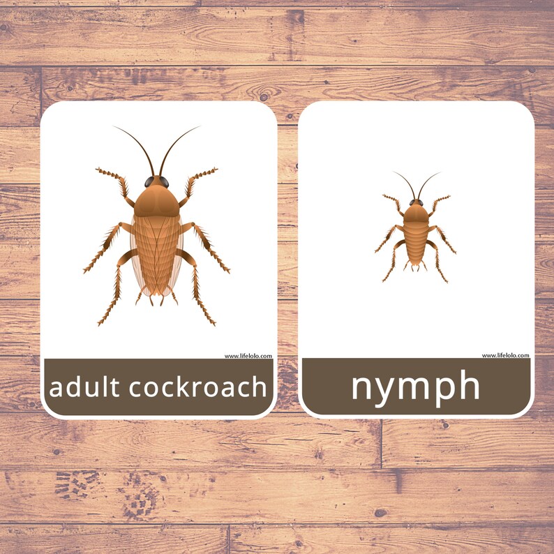 Life Cycle of Cockroach Montessori Puzzle Insect Life Cycle | Etsy