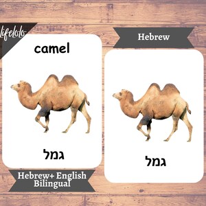Farm Animals | HEBREW | English Bilingual Cards | 27 Hebrew Flash Cards ...