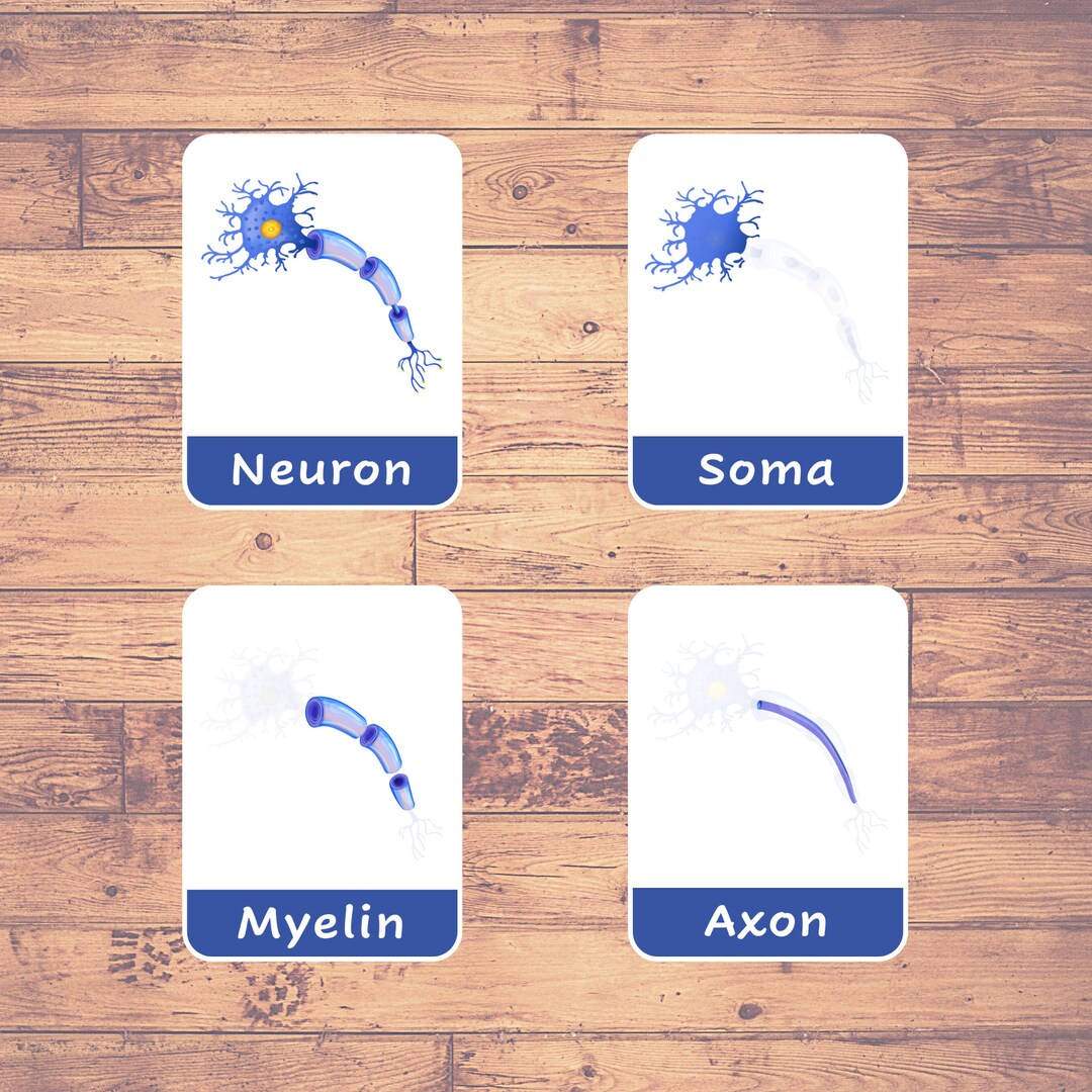 Neuron or Brain Cell - 12 Montessori Cards | Homeschooling | Flash ...