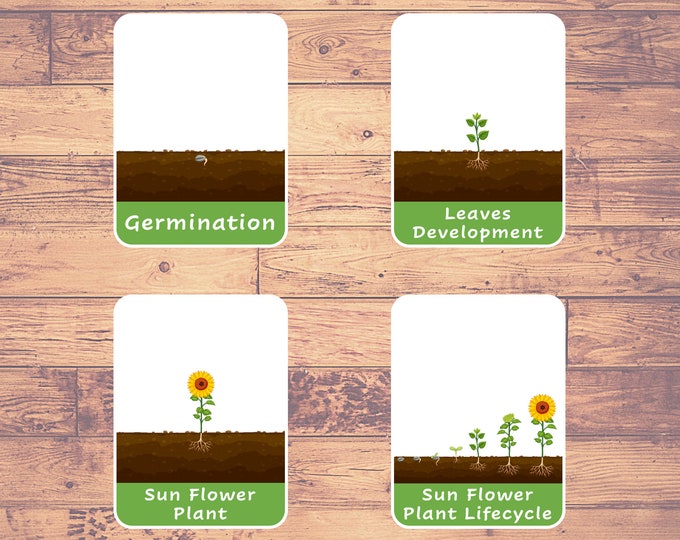 LIFE CYCLE of a SUNFLOWER• 8 Editable Montessori Cards • Flash Cards ...