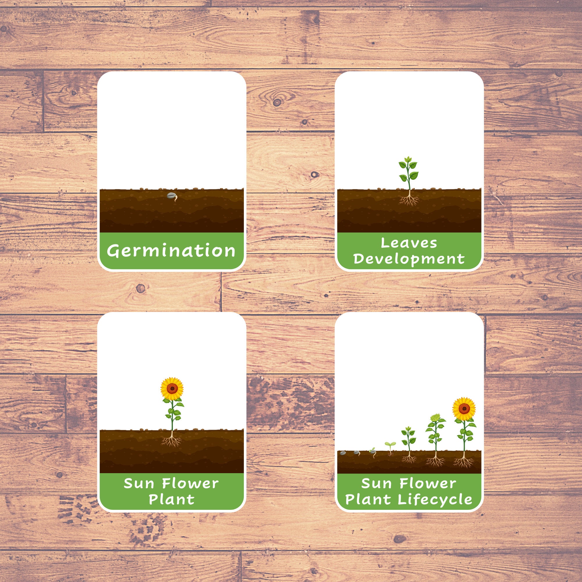 Life Cycle of a Sunflower 8 Cards Flash Cards Montessori Homeschooling ...