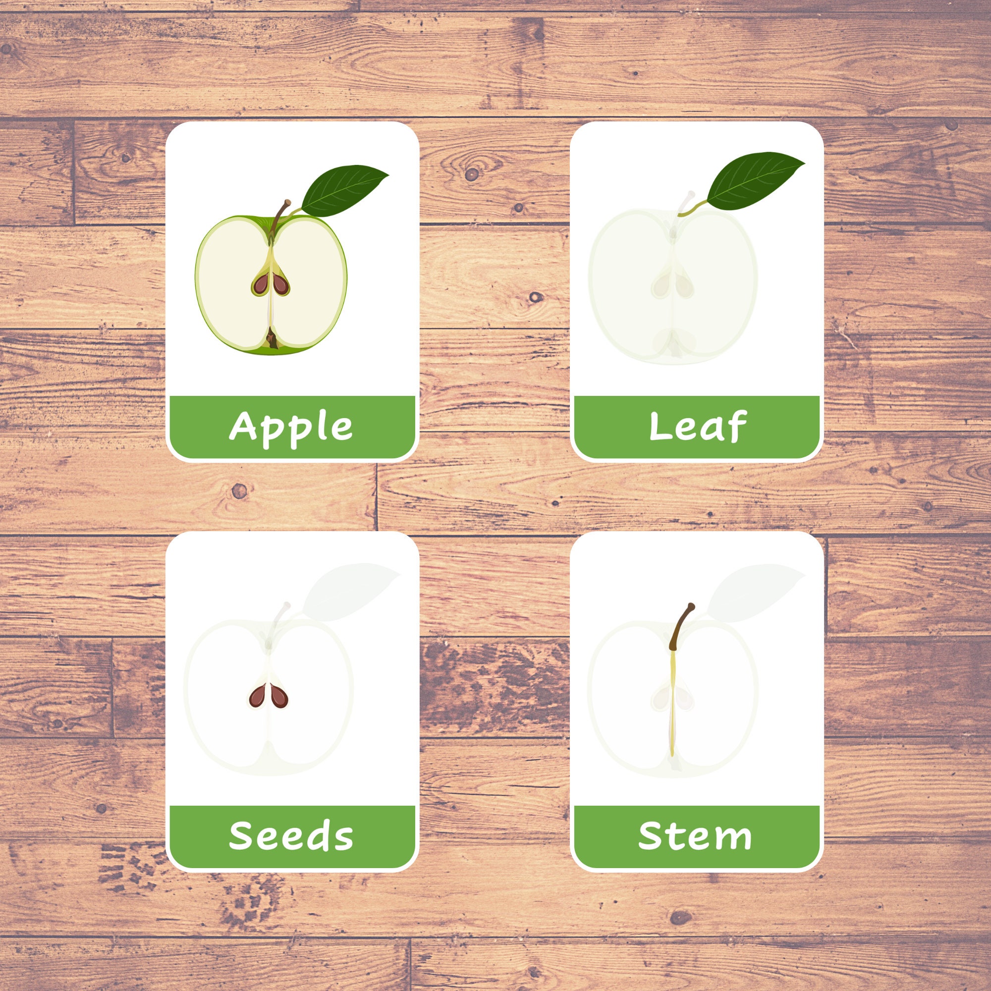 Parts of an Apple Flash Cards 8 Montessori Cards | Etsy