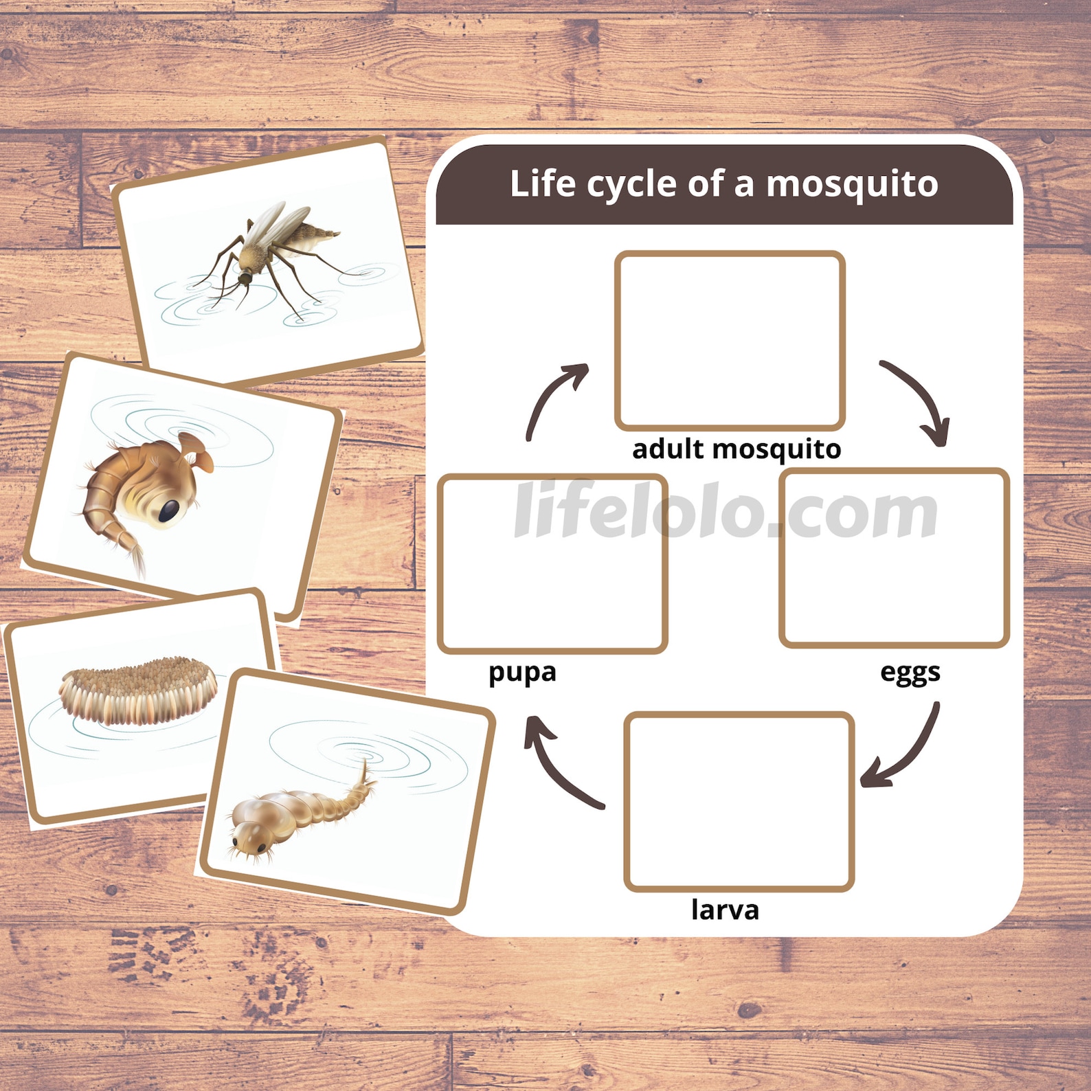 Life Cycle of a Mosquito, Flash Cards, Mosquito Chart, Mosquito ...