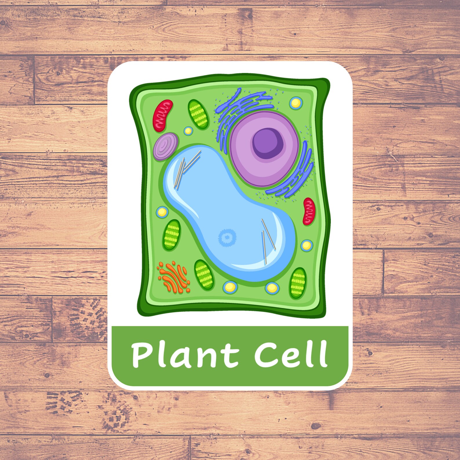 Plant Cell Structure | 17 Montessori Cards | Homeschooling | Three Part ...