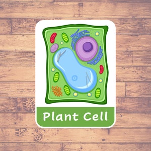 Plant Cell Structure | 17 Montessori Cards | Homeschooling | Three Part ...