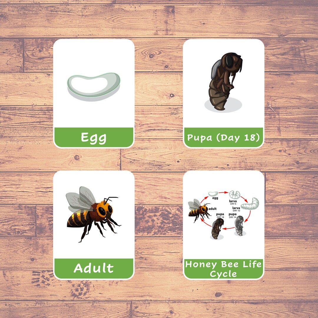 Life Cycle of a HONEY BEE (7 Cards) - Flash Cards | Montessori ...