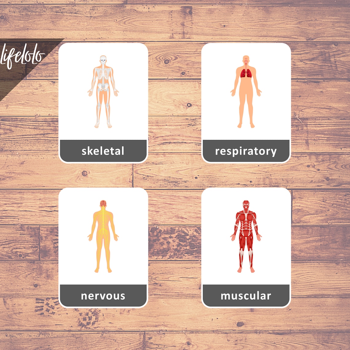 Human Body Systems 12 Flash Cards Montessori Cards - Etsy