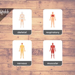 Human Body Systems - 12 Flash Cards | Montessori Cards | Homeschooling ...