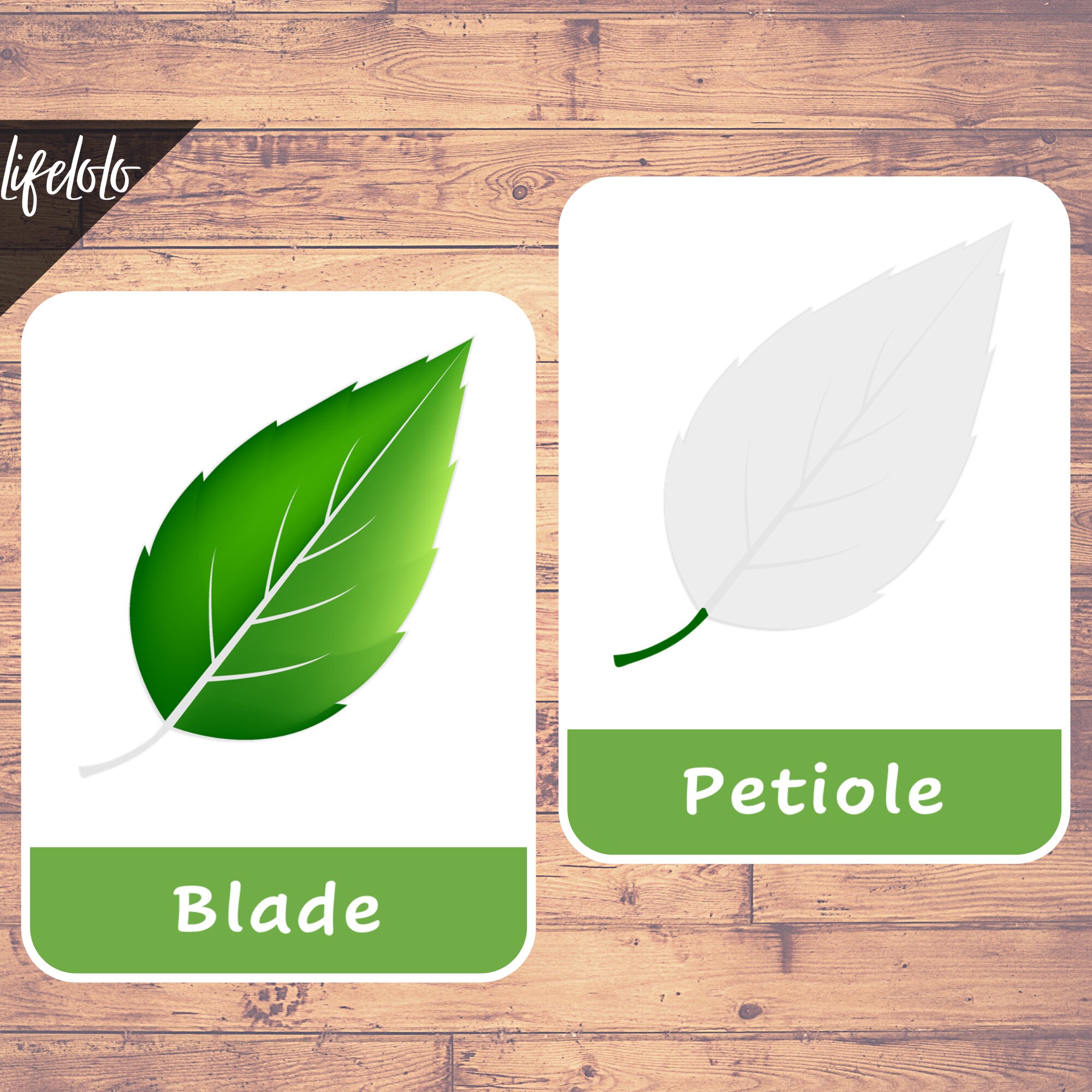 Parts of a LEAF (6 Cards) - Flash Cards | Montessori Cards ...